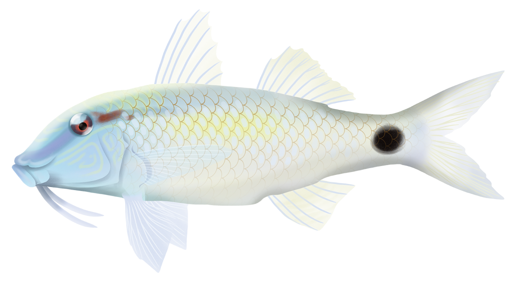 Yellowspot Goatfish - Parupenaeus Indicus | Marinewise