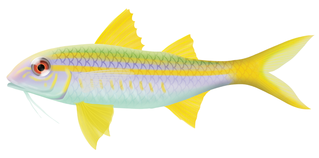 Goldstripe Goatfish - Mulloides Vanicolensis | Marinewise