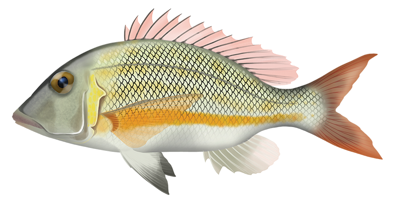 Orangestriped Emperor - Lethrinus Obsoletus | Marinewise