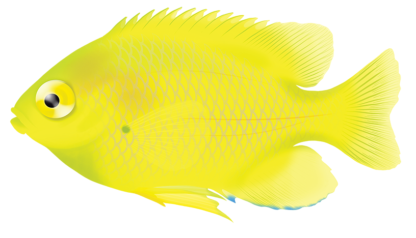 Lemon Damsel - Pomacentrus Moluccensis | Marinewise