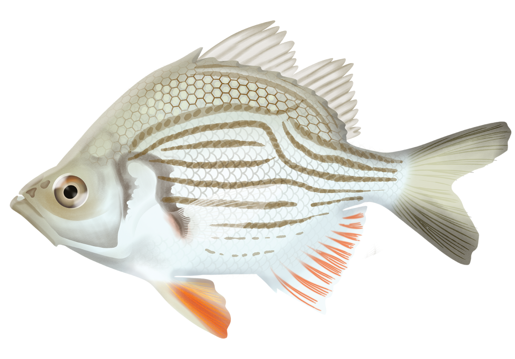 Giant Glassfish - Parambassis Gigas | Marinewise