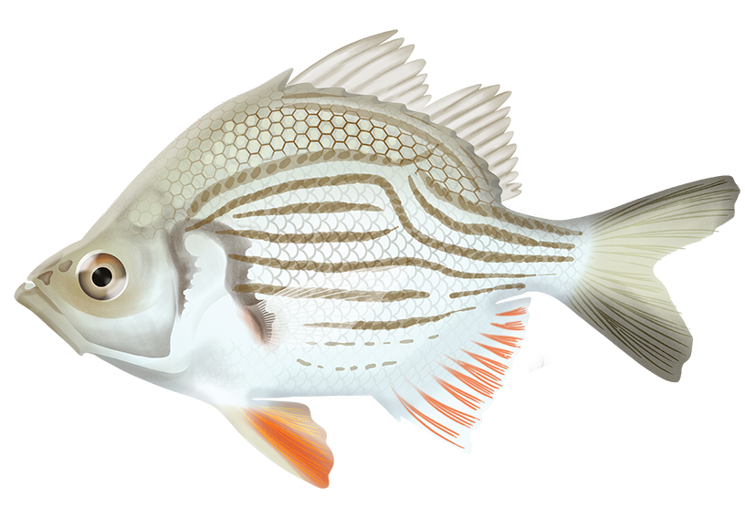 Giant Glassfish - Parambassis Gigas | Marinewise