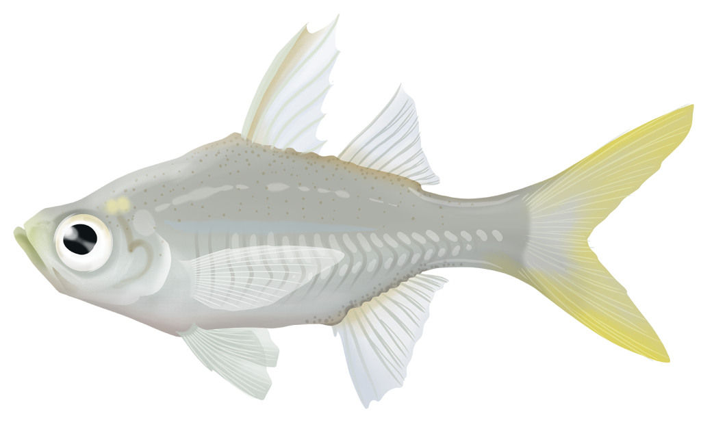 Vachell's Glassfish - Ambassis Vachelli | Marinewise
