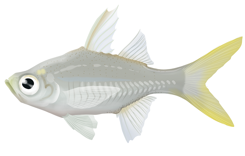 Vachell's Glassfish - Ambassis Vachelli | Marinewise
