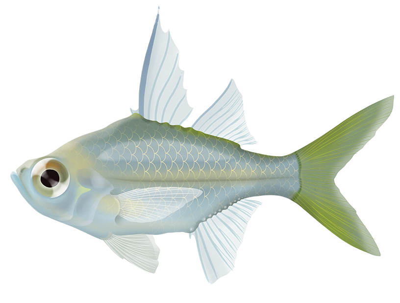 Longspine Glassfish - Ambassis Interrupta | Marinewise