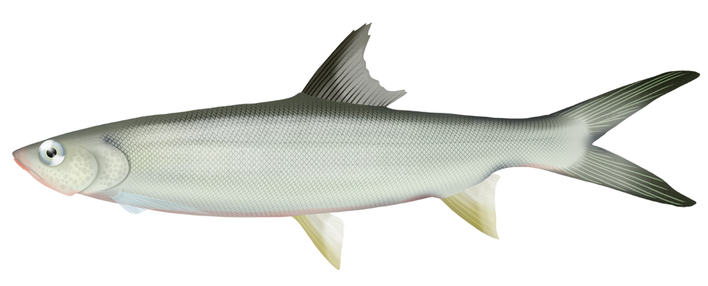Australian Giant Herring - Elops Affinis | Marinewise