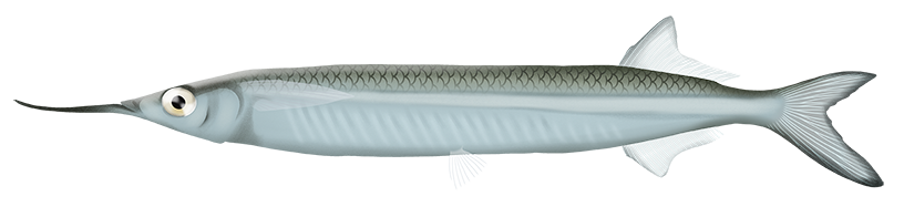 River Garfish - Hyporhampus Regularis | Marinewise