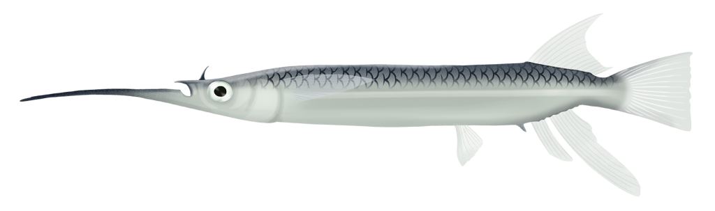 Northern River Garfish - Zenarchopterus Buffonis | Marinewise