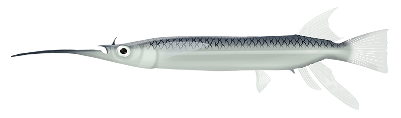 Northern River Garfish - Zenarchopterus Buffonis | Marinewise