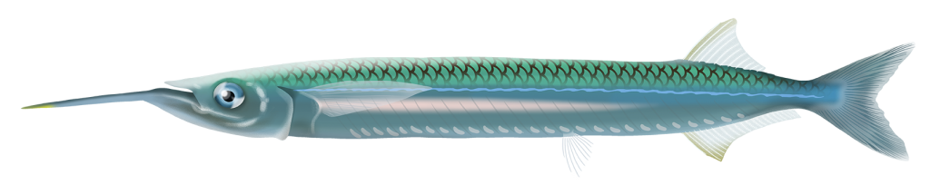 Southern Garfish - Hyporhamphus Melanochir | Marinewise