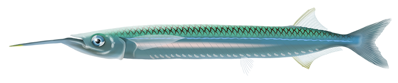 Southern Garfish - Hyporhamphus Melanochir | Marinewise