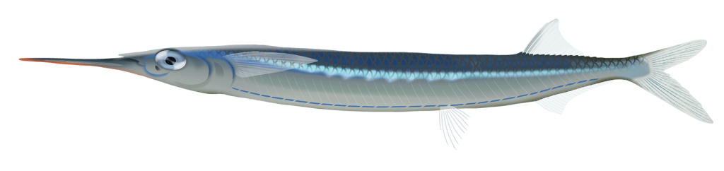Tropical Garfish - Heporhamphus Affinis | Marinewise