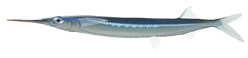 Tropical Garfish - Heporhamphus Affinis | Marinewise