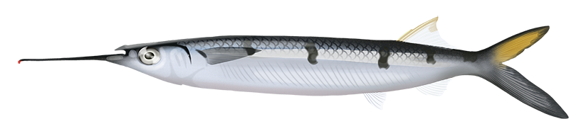 Barred Garfish - Hemirhamphus Far | Marinewise
