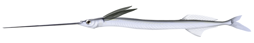Longfin Garfish - Euleptorhamphus Viridus | Marinewise