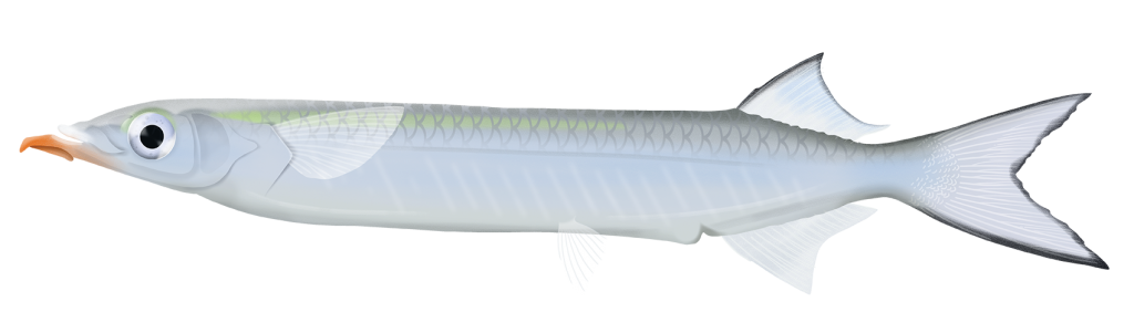 Snubnose Garfish - Arrhamphus Sclerolepis | Marinewise