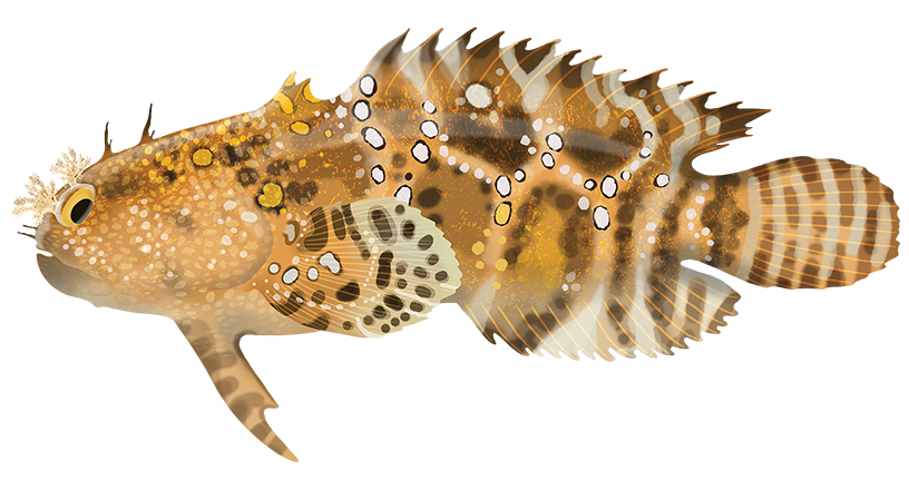 Ocellate Frogfish - Halophyrne Ocellatus | Marinewise