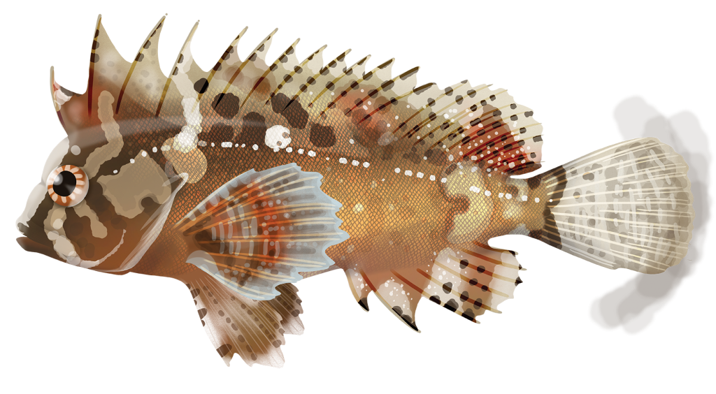 Wasp Roguefish - Paracentropogon Vespa | Marinewise