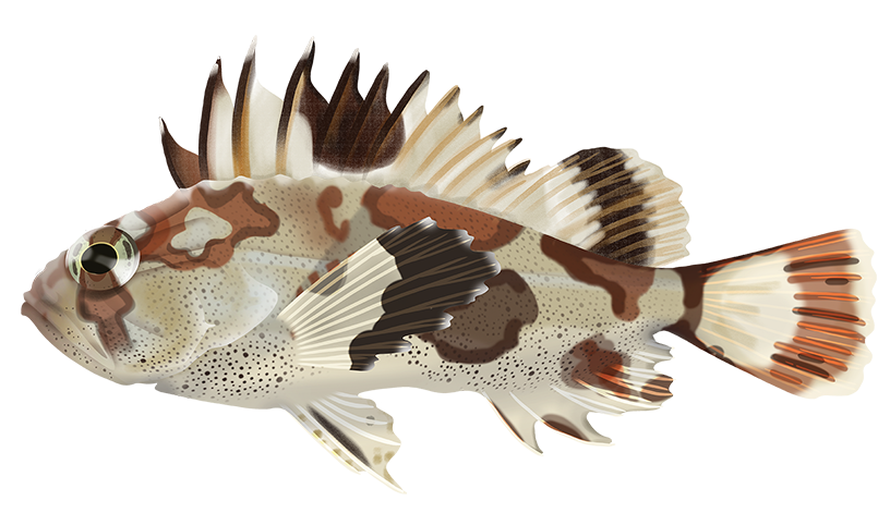 Soldierfish - Gymnapistes Marmoratus | Marinewise