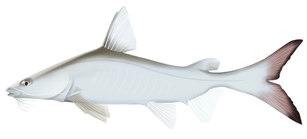 Silver Cobbler - Arius Midgleyi | Marinewise