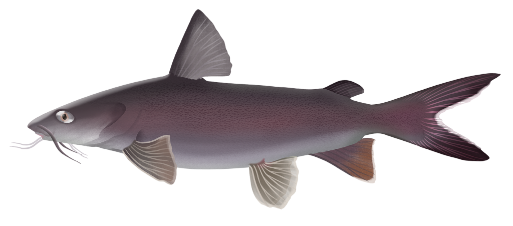 Blue Catfish - Arius Graefi | Marinewise