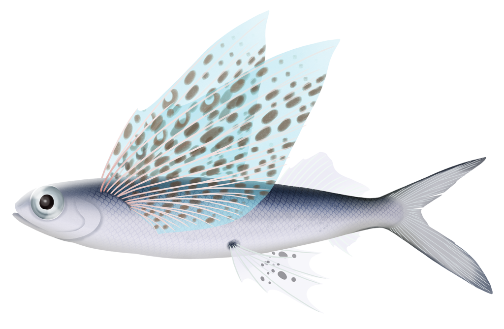 Spotted Flyingfish - Cypselurus Callopterus | Marinewise