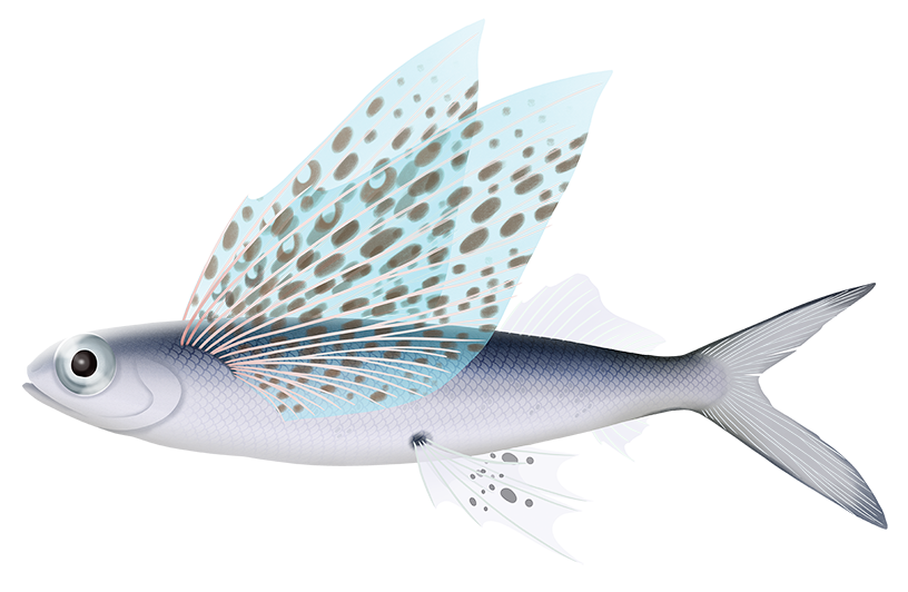 Spotted Flyingfish - Cypselurus Callopterus | Marinewise