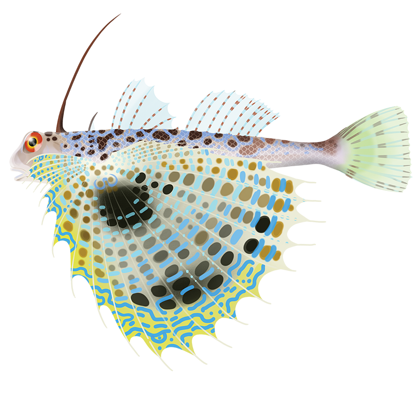 Purple Flying Gurnard - Dactyloptena Orientalis | Marinewise