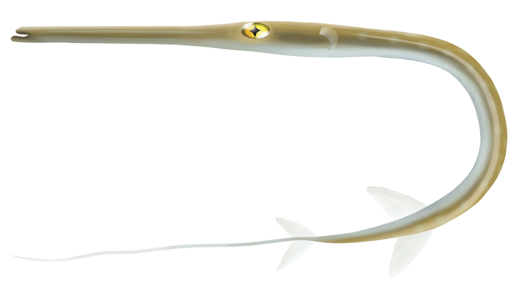 Rough Flutemouth - Fistularia Petimba | Marinewise