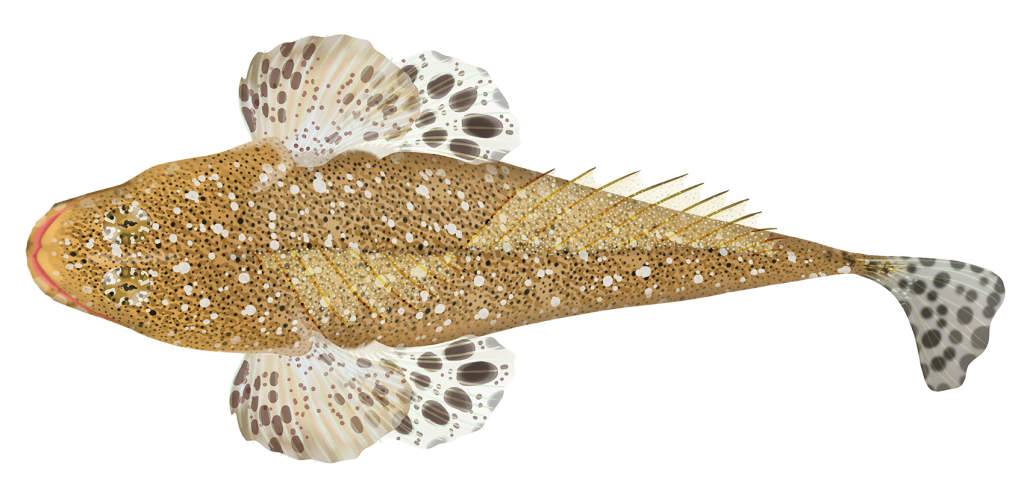 Fringelip Flathead - Thysanophrys Otaitensis | Marinewise