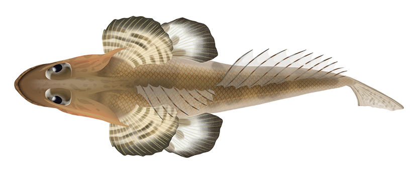 Tuberculate Flathead - Sorsogona Tuberculata | Marinewise