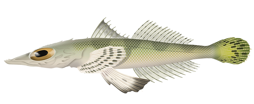 Olive Tail Flathead - Rogadius Asper | Marinewise