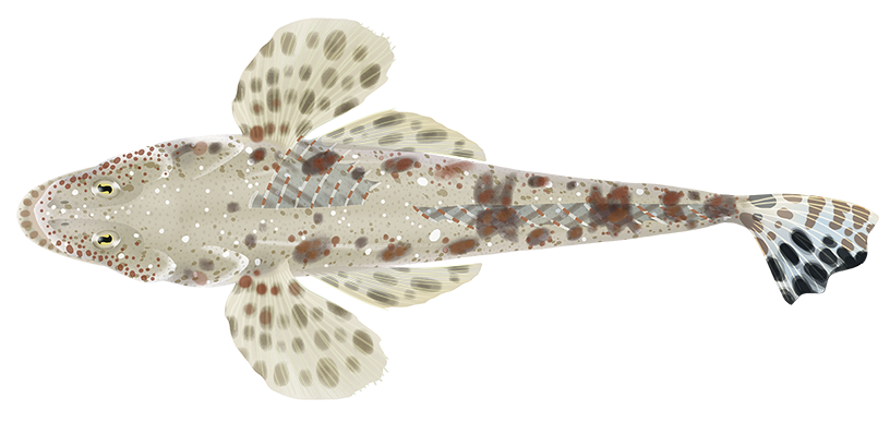 Southern Bluespotted Flathead - Platycephalus Speculator | Marinewise