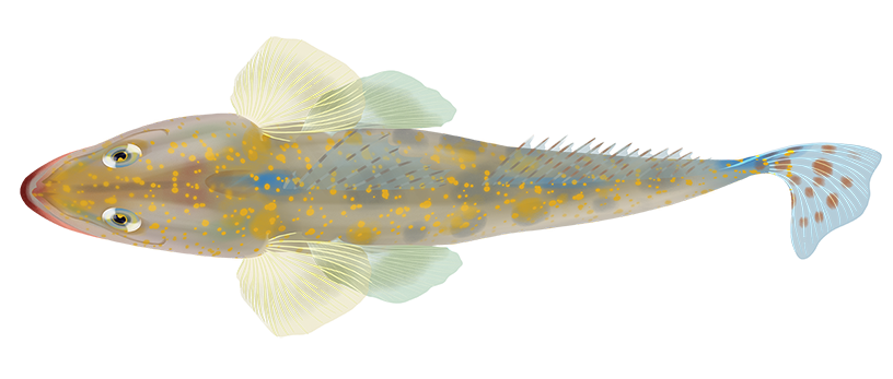 Tiger Flathead - Platycephalus Richardsoni | Marinewise