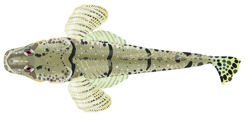 Rock Flathead - Platycephalus Laevigatus | Marinewise