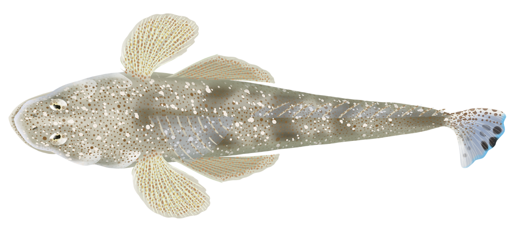 Dusky Flathead - Platycephalus Fuscus | Marinewise