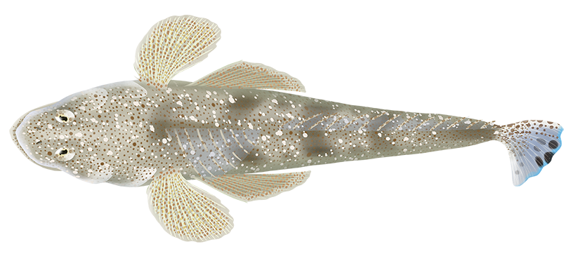 Port Stephens Fishing: Flathead, Bream, Jewfish & Tuna - MarineWise