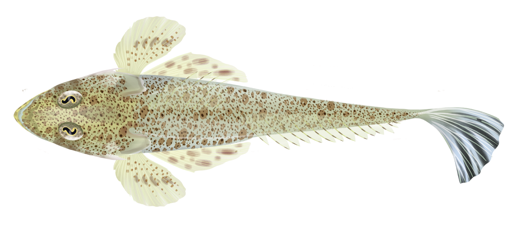 Northern Sand Flathead - Platycephalus Endrachtensis | Marinewise