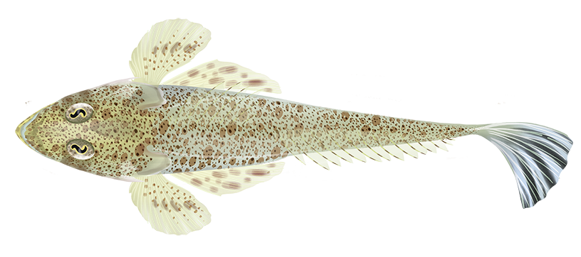 Northern Sand Flathead - Platycephalus Endrachtensis | Marinewise