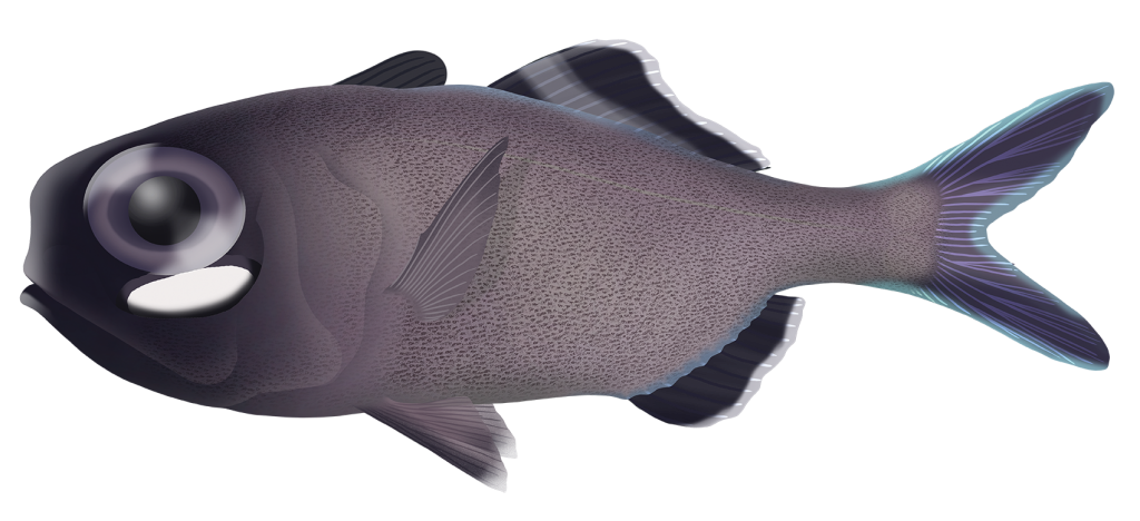 Twofin FlashlightFish - Anomalops Katoptron | Marinewise