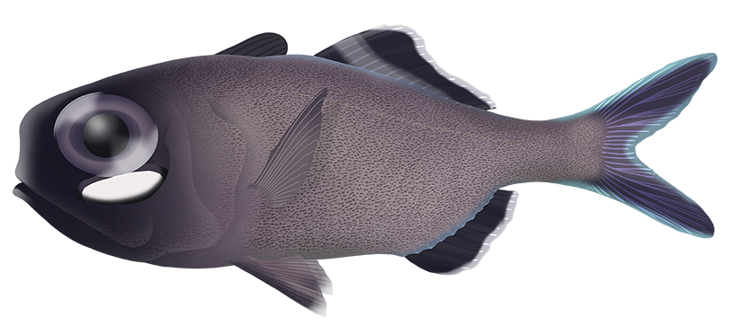 Twofin FlashlightFish - Anomalops Katoptron | Marinewise