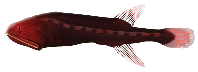 Parr's Combtooth Whalefish - Gyrinomimus Parri | Marinewise