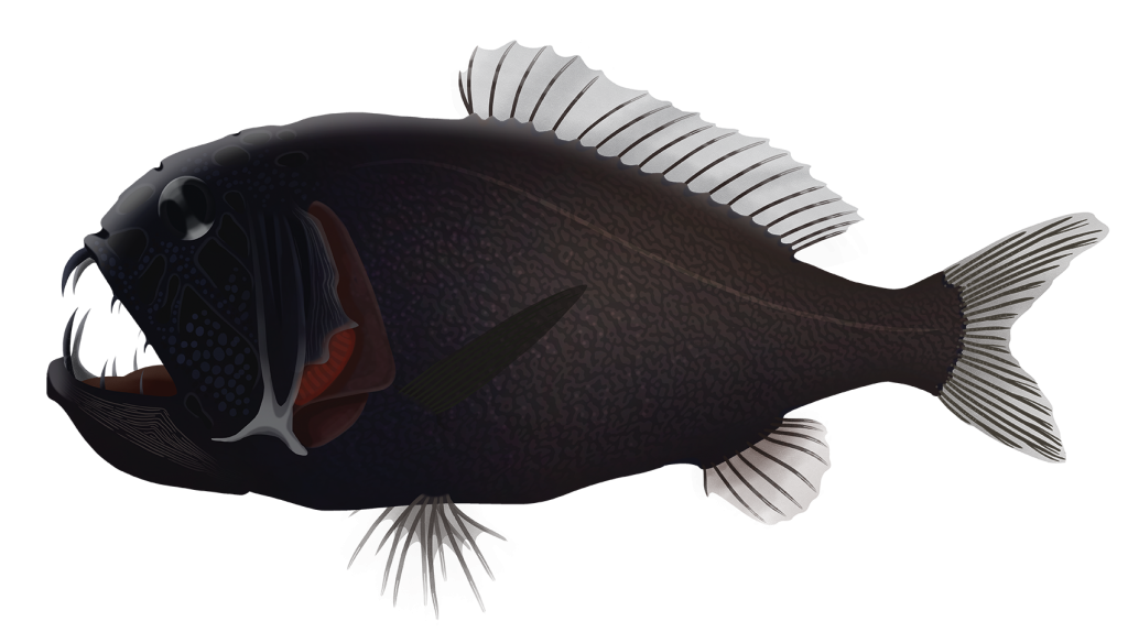 Fangtooth - Anoplogaster Cornuta | Marinewise