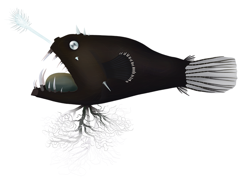Thickbranch Angler - Linophryne Densiramus | Marinewise
