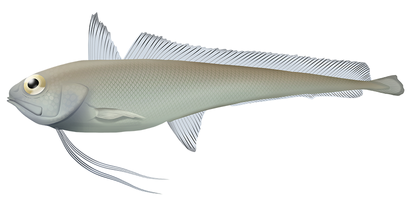 Eucla Cod - Euclichthys Polynemus | Marinewise