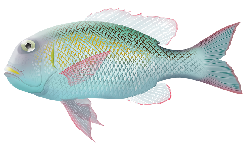 Bigeye Seabream - Monotaxis Grandoculis | Marinewise