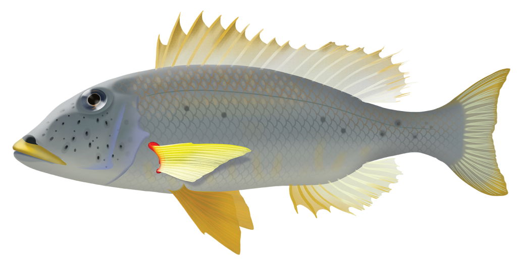 Yellowlip Emperor - Lethrinus Xanthochilus | Marinewise