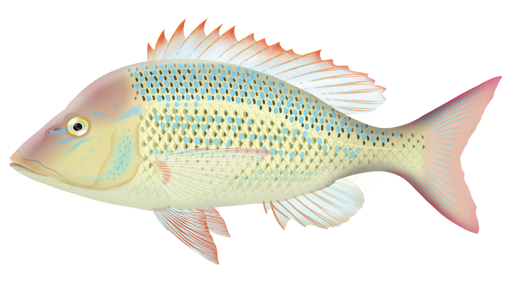 Spangled Emperor - Lethrinus Nebulosus | Marinewise