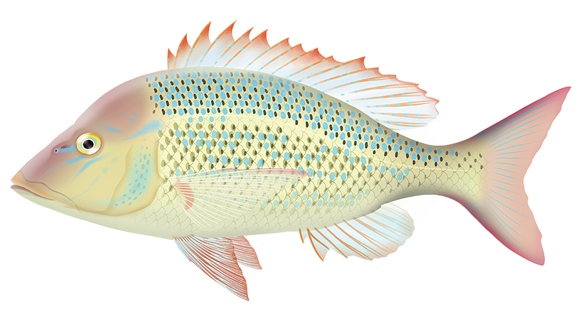 Spangled Emperor - Lethrinus Nebulosus | Marinewise