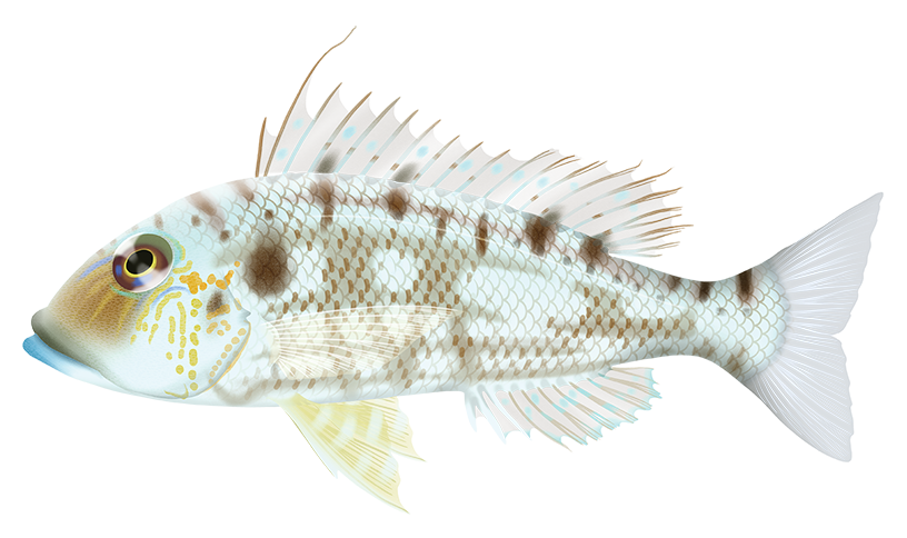 Threadfin Emperor - Lethrinus Genivittatus | Marinewise